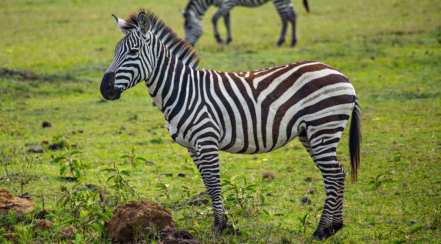 Ventura Wildlife Park | The Tourist Trail